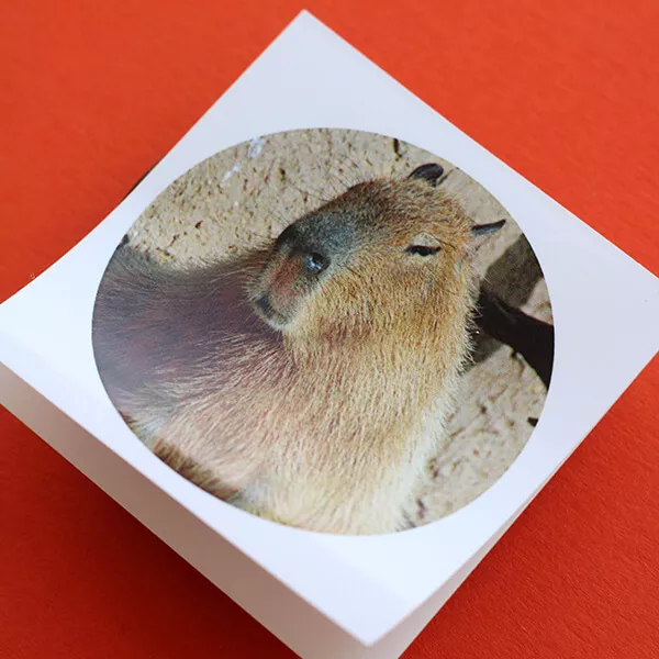 Наклейка "Капибара". Печать в МДМпринт